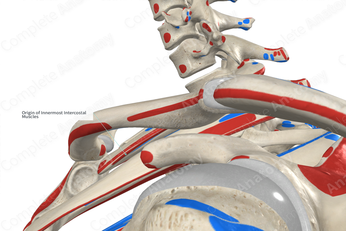 Origin of Innermost Intercostal Muscles | Complete Anatomy
