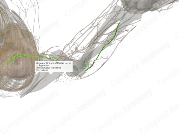 Muscular Branch of Radial Nerve to Supinator (Left) | Complete Anatomy