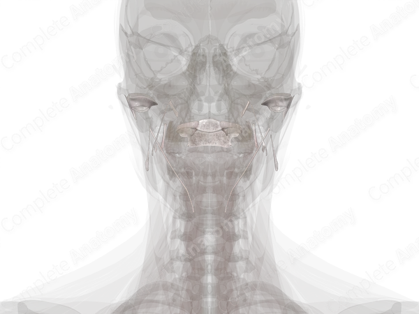 Joints of Skull | Complete Anatomy