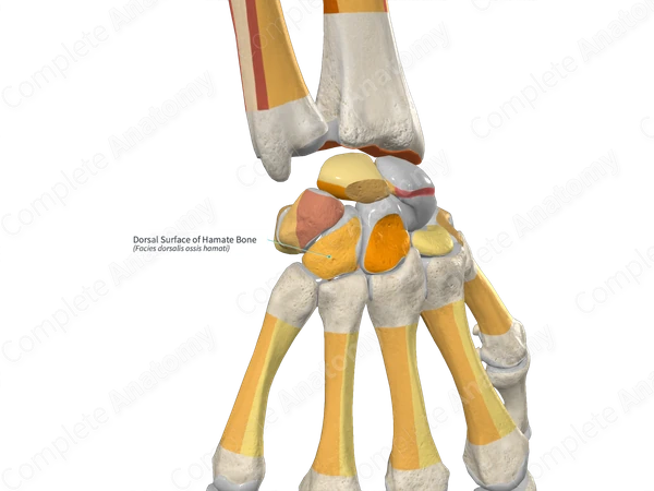Dorsal Surface of Hamate Bone | Complete Anatomy