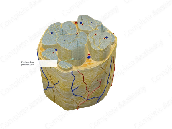 Perineurium | Complete Anatomy