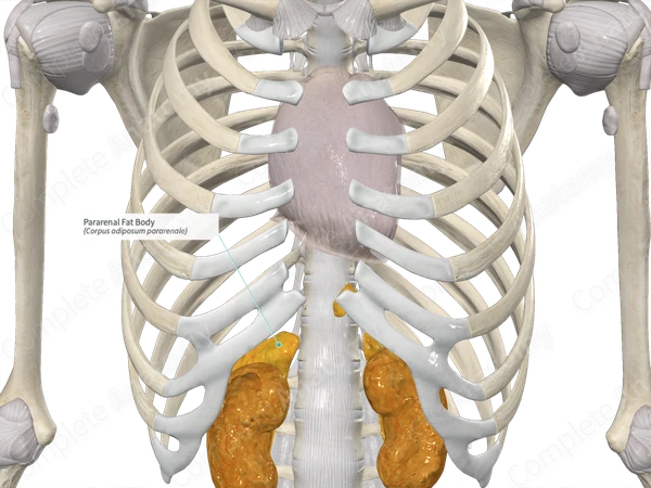Pararenal Fat Body | Complete Anatomy