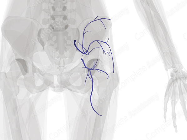 Veins of Gluteal Region (Left) | Complete Anatomy