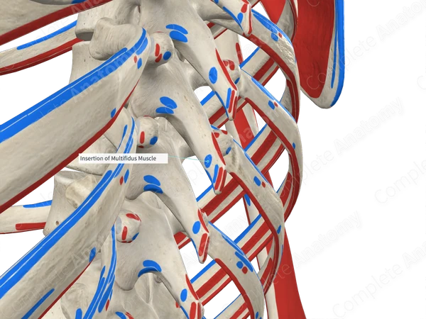Insertion of Multifidus Muscle | Complete Anatomy