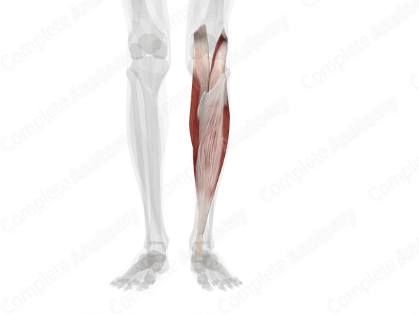 Triceps Surae Muscle (Left) | Complete Anatomy