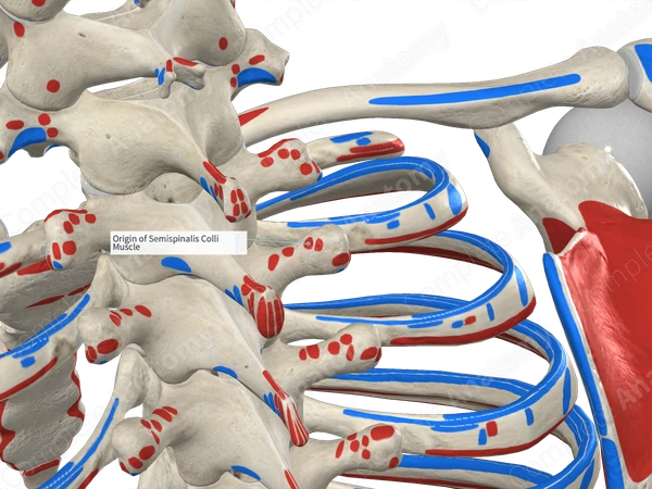 Origin of Semispinalis Colli Muscle | Complete Anatomy