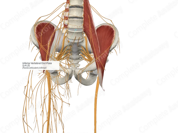 Inferior Vertebral End Plate (L4-L5) | Complete Anatomy