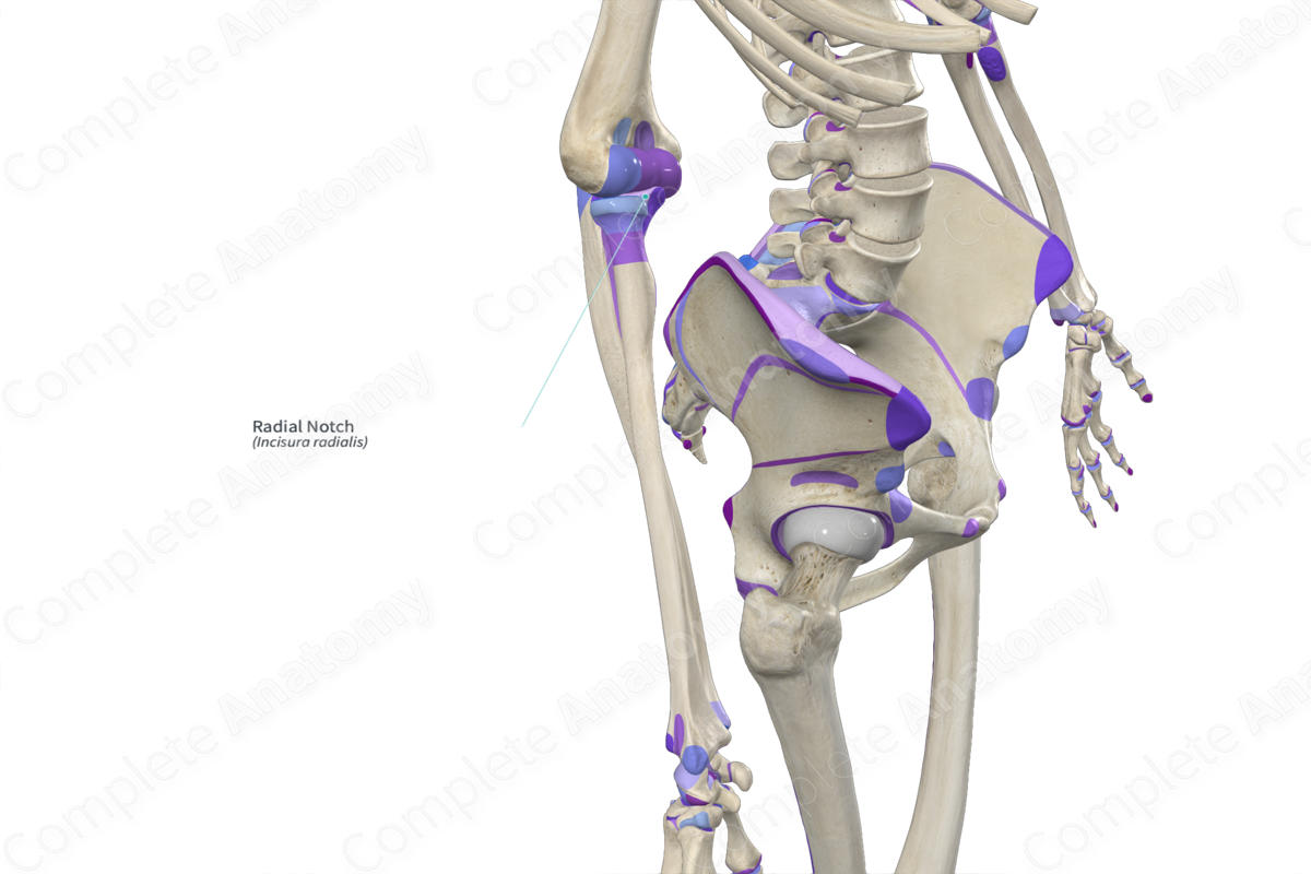 Radial Notch | Complete Anatomy
