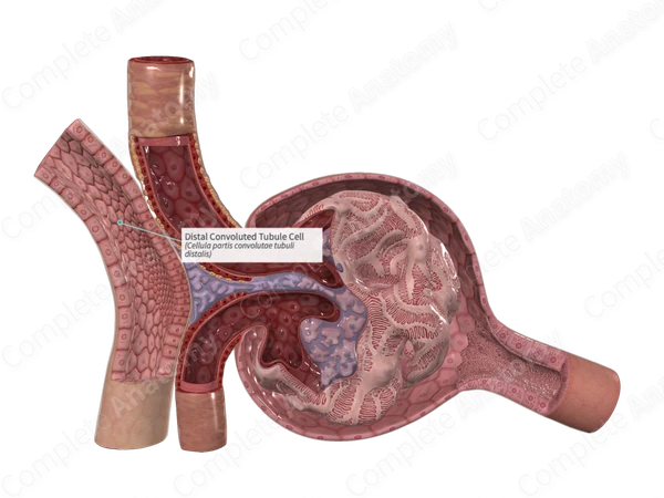 Distal Convoluted Tubule Cell | Complete Anatomy