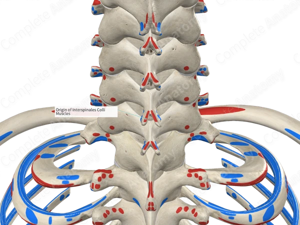 Origin of Interspinales Colli Muscles | Complete Anatomy