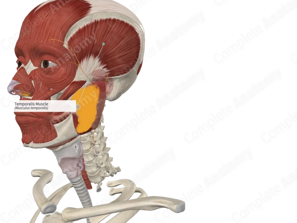 Temporalis Muscle | Complete Anatomy