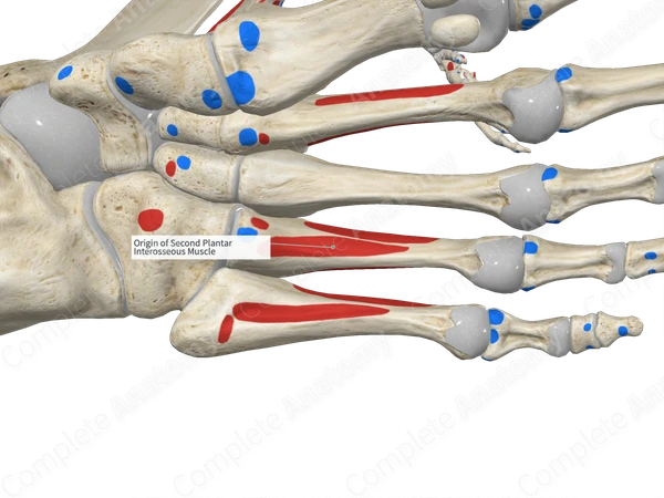 Origin of Second Plantar Interosseous Muscle | Complete Anatomy