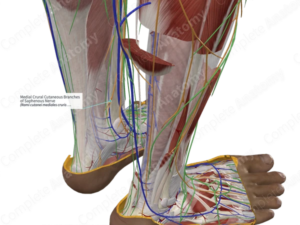 Saphenous Nerve Distribution