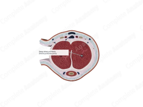 Deep Artery of Penis | Complete Anatomy
