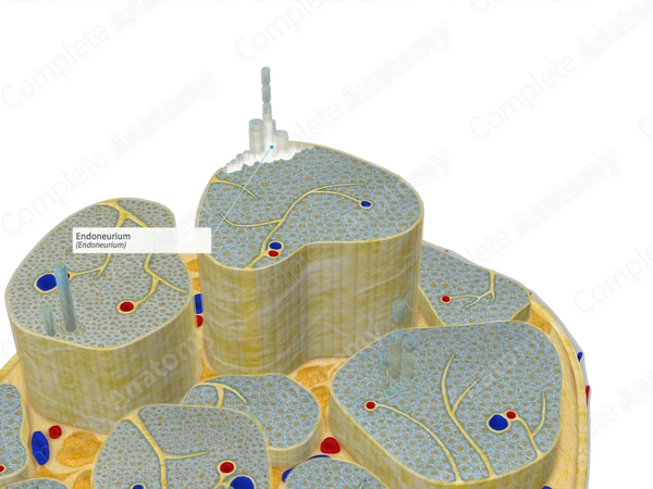 Endoneurium | Complete Anatomy