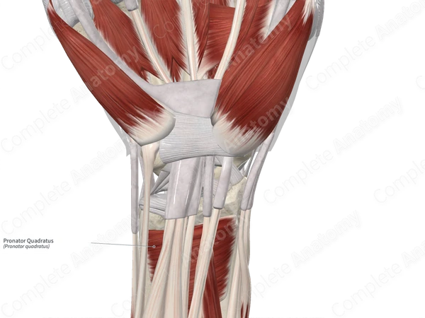 Pronator Quadratus | Complete Anatomy