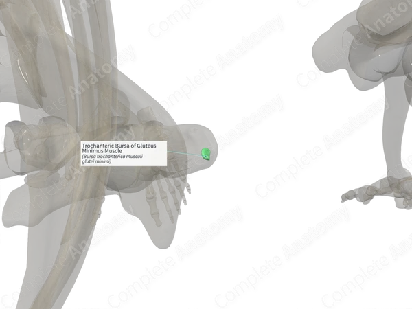 Trochanteric Bursa of Gluteus Minimus Muscle (Right) | Complete Anatomy