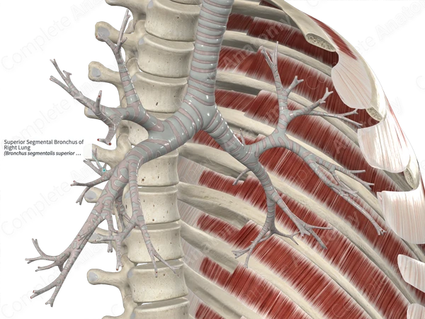 Superior Segmental Bronchus of Right Lung | Complete Anatomy