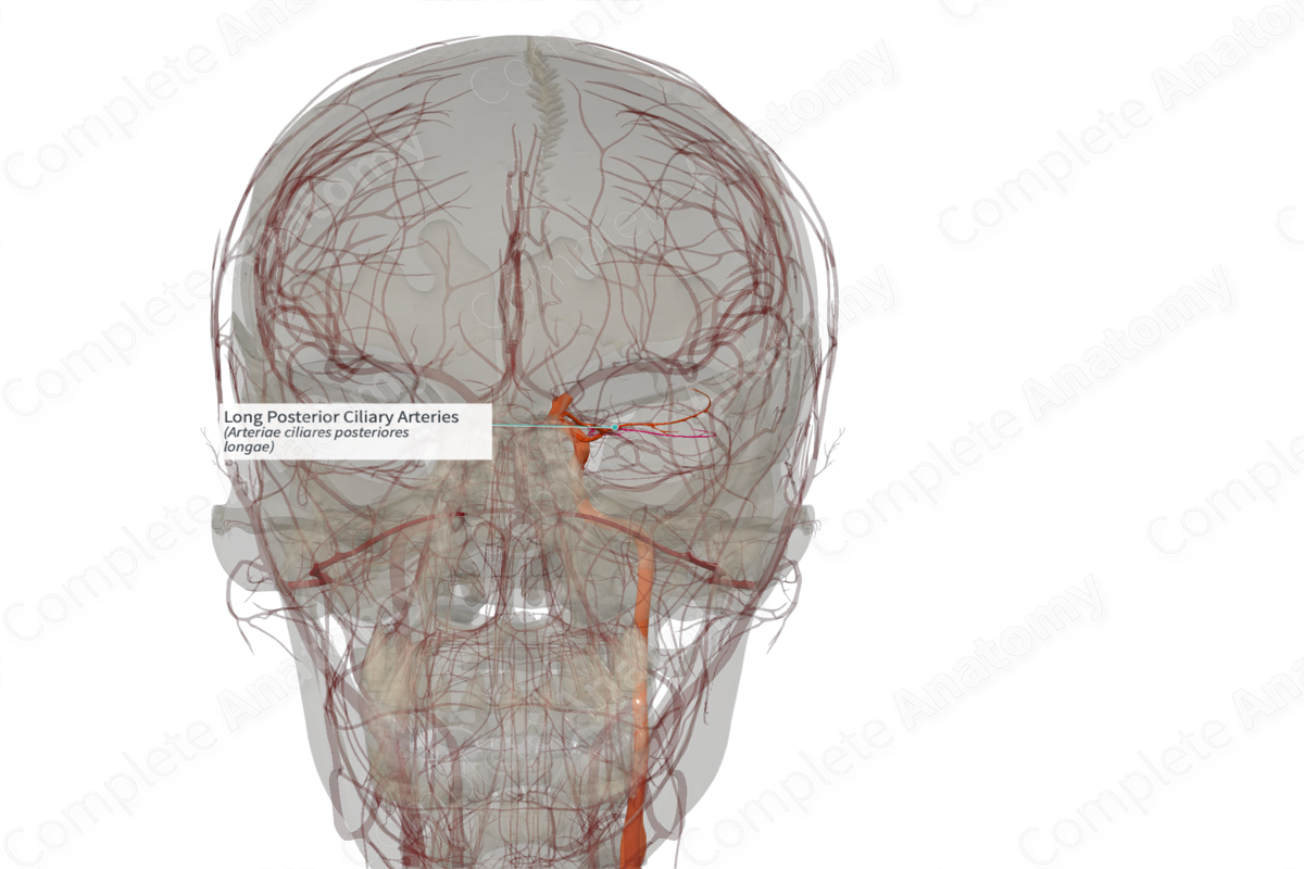 Long Posterior Ciliary Arteries (Right) | Complete Anatomy Long Posterior Ciliary Arteries (Right) | Complete Anatomy