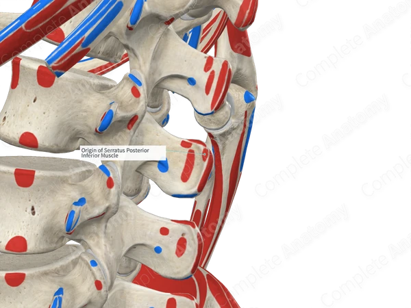 Origin of Serratus Posterior Inferior Muscle | Complete Anatomy