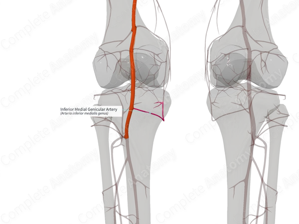Inferior Medial Genicular Artery (Left) | Complete Anatomy