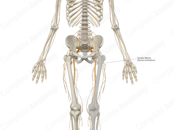 Sciatic Nerve | Complete Anatomy