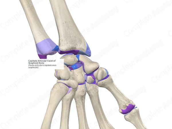 Capitate Articular Facet of Scaphoid Bone | Complete Anatomy
