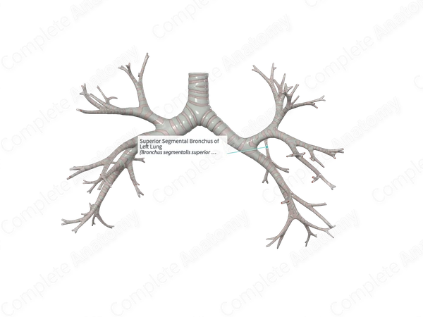 Superior Segmental Bronchus of Left Lung | Complete Anatomy