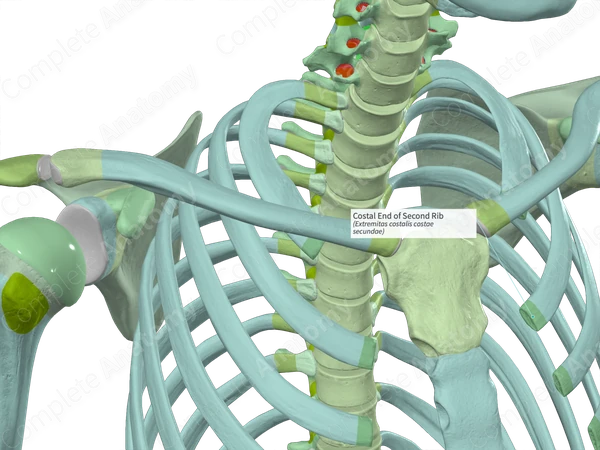 Costal End of Second Rib | Complete Anatomy