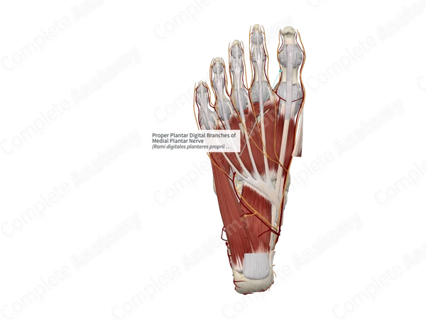 Proper Plantar Digital Branches of Medial Plantar Nerve | Complete Anatomy