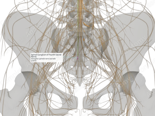 Spinal Ganglion of Fourth Sacral Nerve (Left) | Complete Anatomy