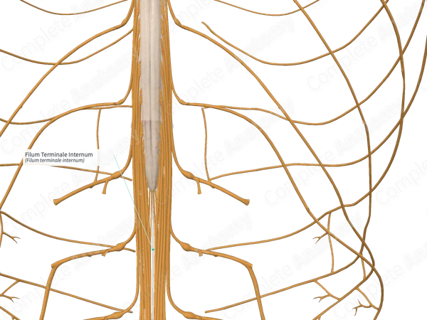 Filum Terminale Internum | Complete Anatomy