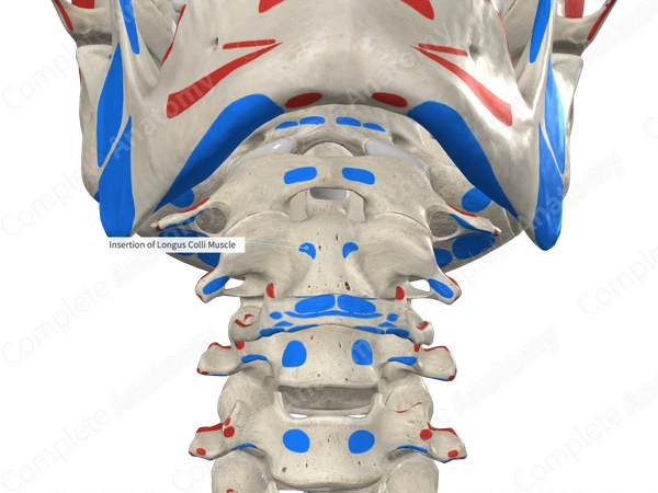 Insertion of Longus Colli Muscle | Complete Anatomy