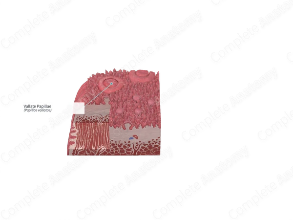 Vallate Papillae | Complete Anatomy