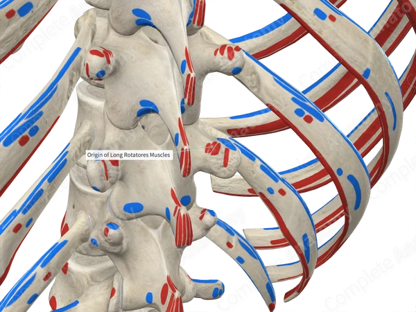 Origin of Long Rotatores Muscles | Complete Anatomy