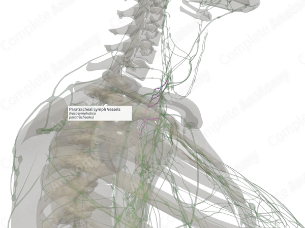 Paratracheal Lymph Vessels (Left) | Complete Anatomy