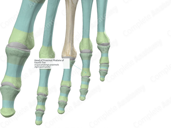 Head of Proximal Phalanx of Fourth Toe | Complete Anatomy