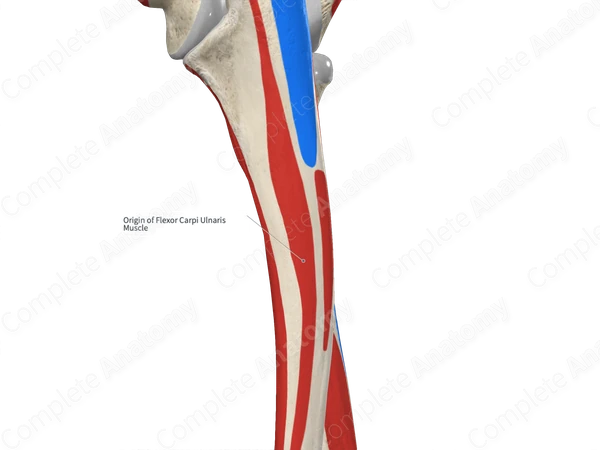 Origin of Flexor Carpi Ulnaris Muscle | Complete Anatomy