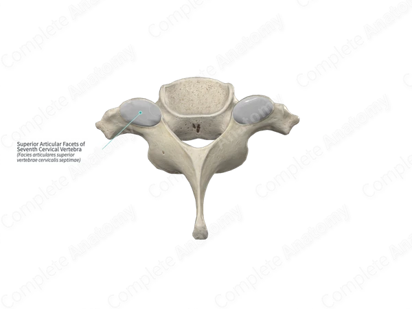 Superior Articular Facets of Seventh Cervical Vertebra | Complete Anatomy