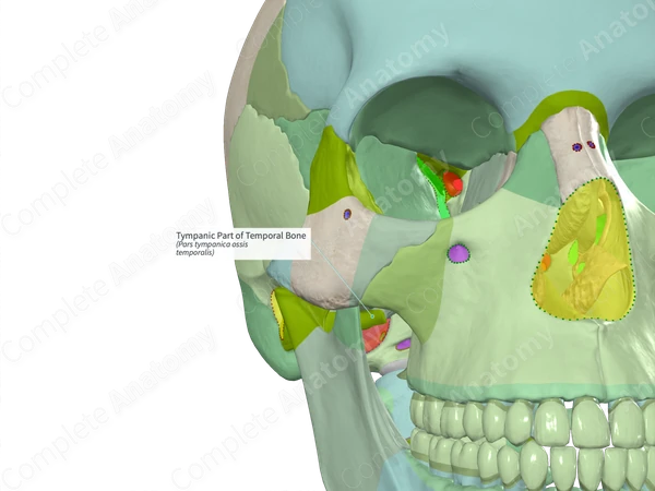 Tympanic Part of Temporal Bone | Complete Anatomy