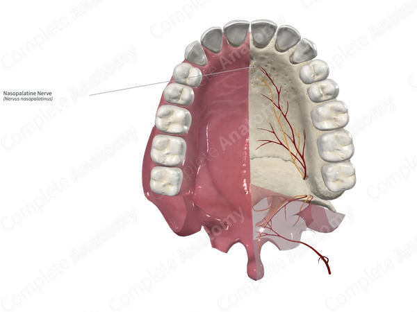 Nasopalatine Nerve | Complete Anatomy
