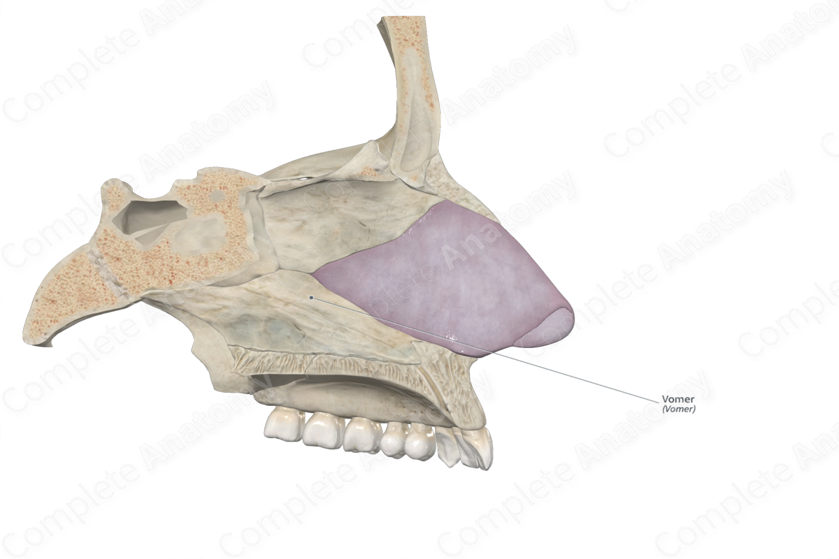 Vomer Complete Anatomy
