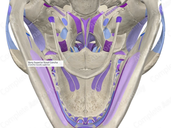 Bony Superior Nasal Concha (Right) | Complete Anatomy