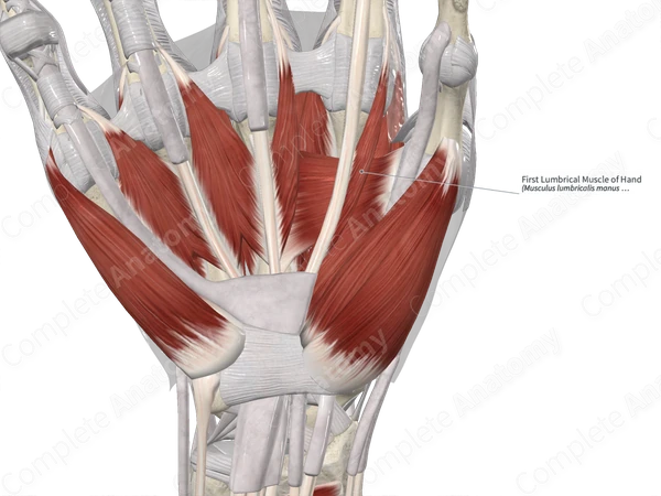 First Lumbrical Muscle of Hand | Complete Anatomy