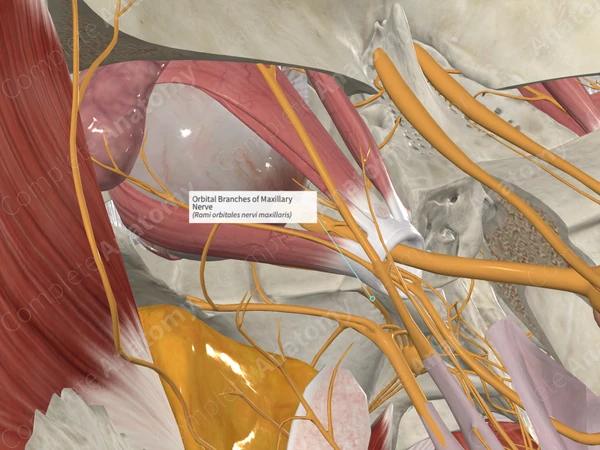 Orbital Branches of Maxillary Nerve | Complete Anatomy
