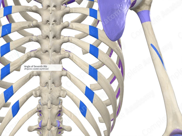 Angle of Seventh Rib | Complete Anatomy