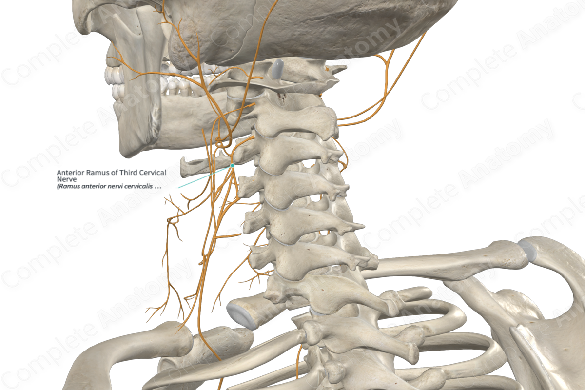 Anterior Ramus of Third Cervical Nerve | Complete Anatomy