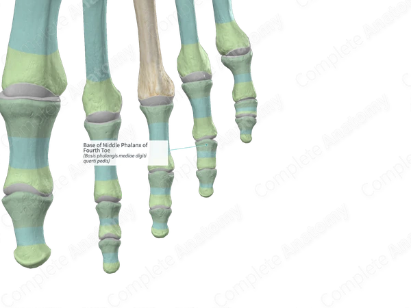Base of Middle Phalanx of Fourth Toe | Complete Anatomy