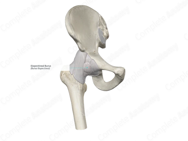 Iliopectineal Bursa | Complete Anatomy