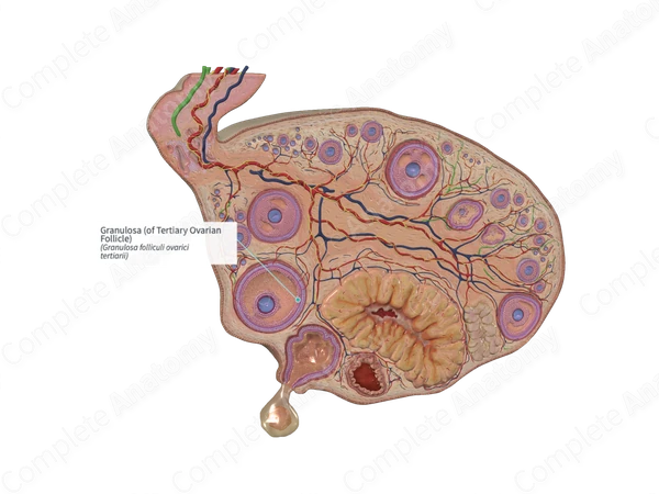 Granulosa (of Tertiary Ovarian Follicle) | Complete Anatomy